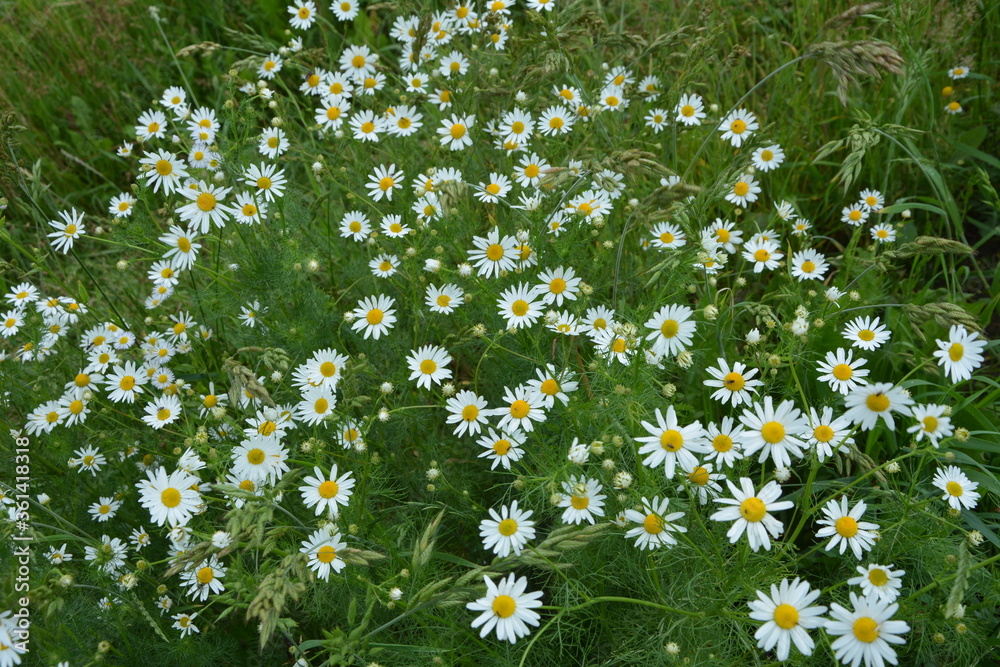 Scentless Mayweed - Tripleurospermum inodorum. Scentless false mayweed ...