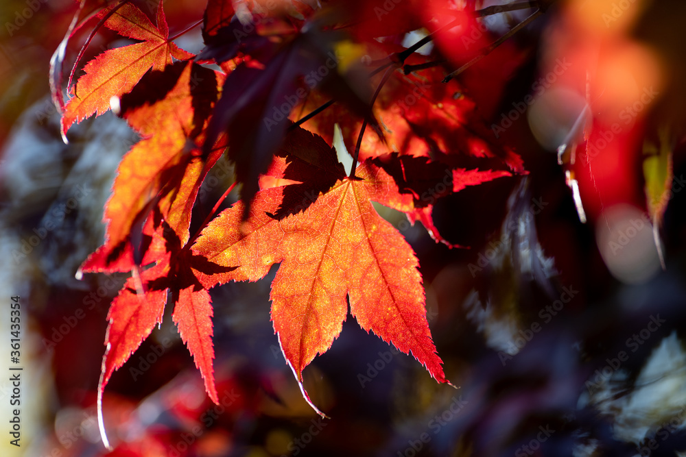 Bright red fall leaves with the sun shining through them. The leaves ...
