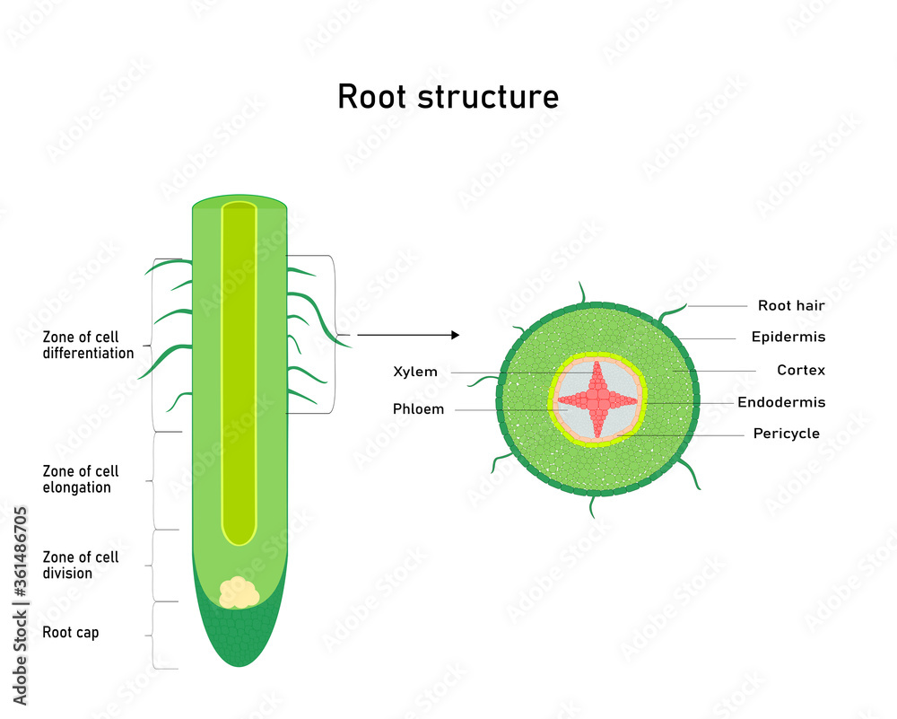 Diagram showing root structure Plant anatomy. Vector illustration ...