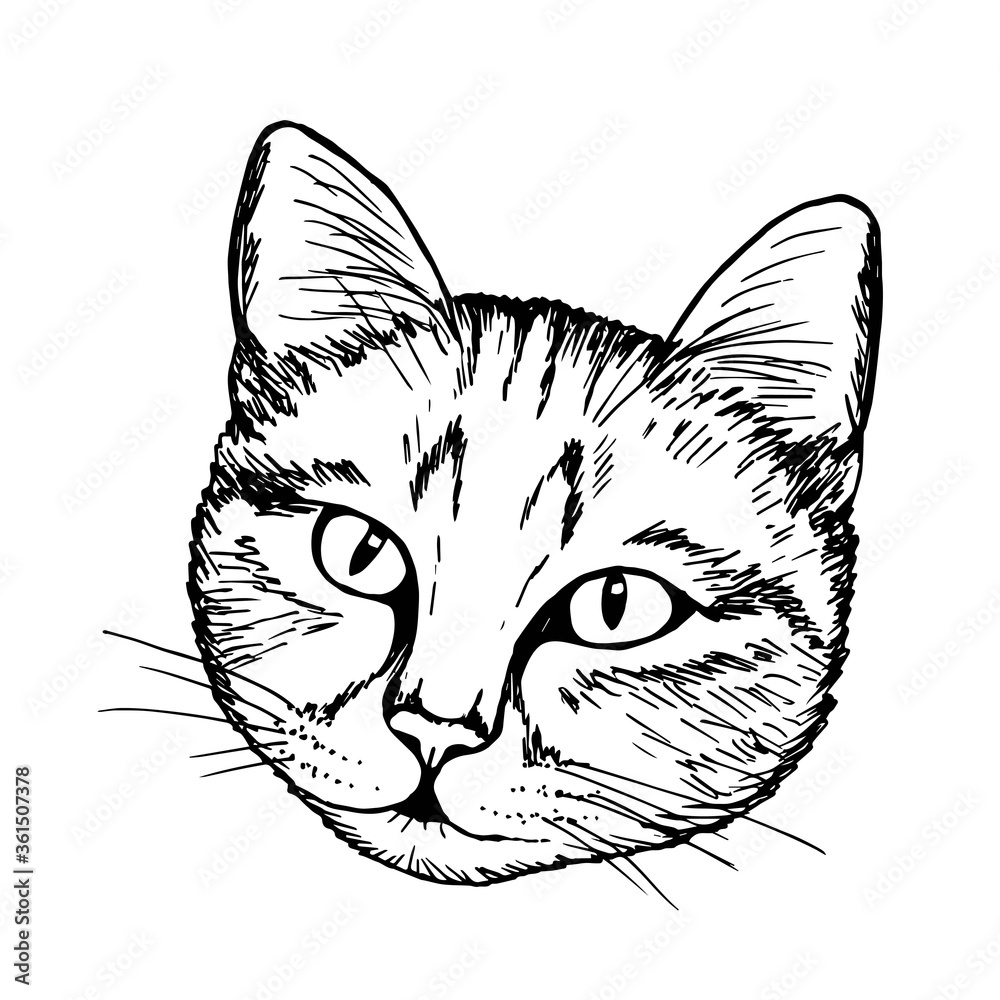 Hand drawn black outline vector realistic cat face isolated on white ...