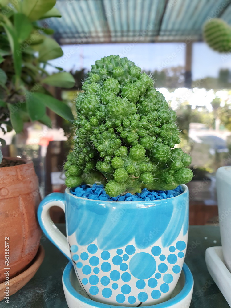 Coryphantha elephantidens is planted in a ceramic pot shaped like a ...