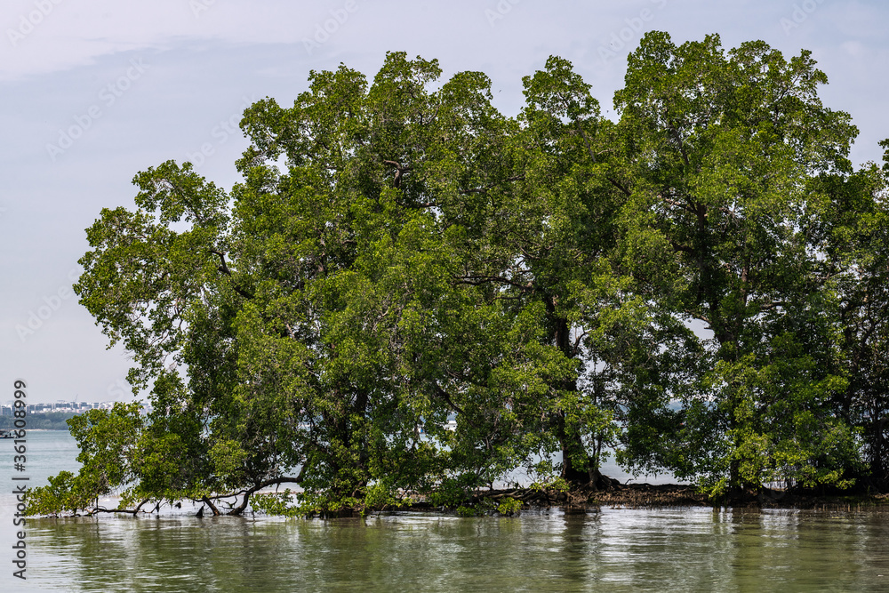 Photo Stock Perepat Mangrove (Sonneratia alba) | Adobe Stock