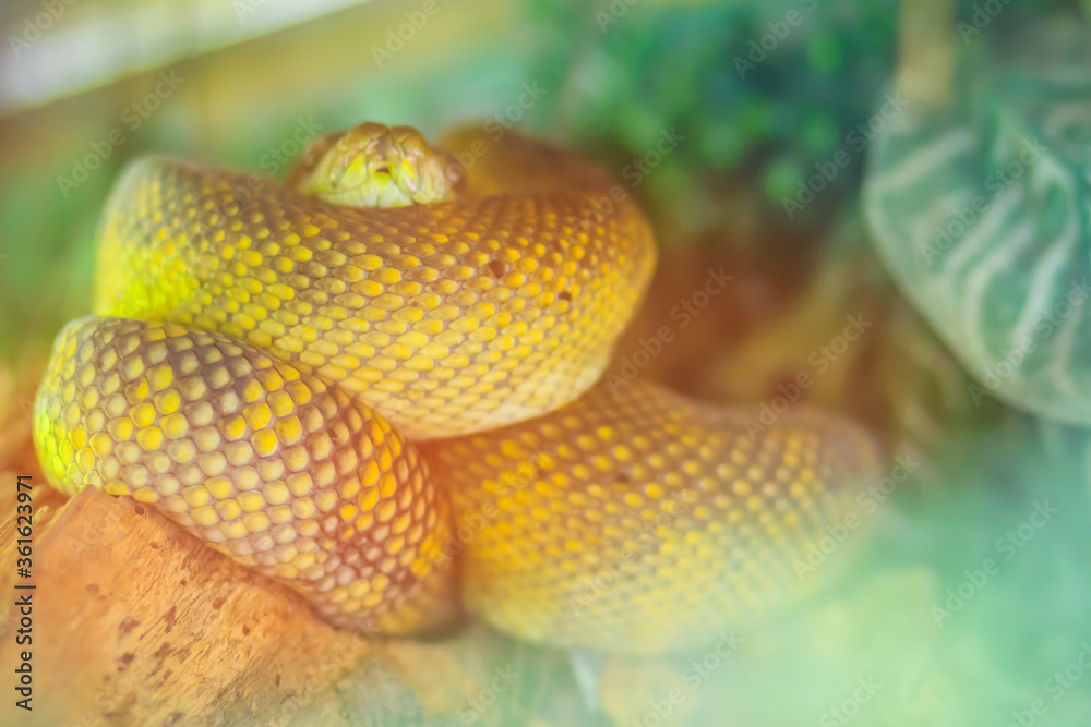 Cute Mollucan python on tree. Simalia clastolepis, also known as the ...