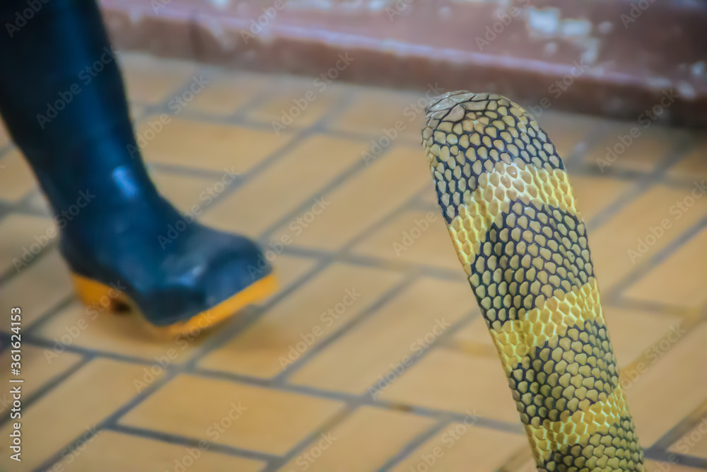 King cobra (Ophiophagus hannah) the world's largest venomous snake ...