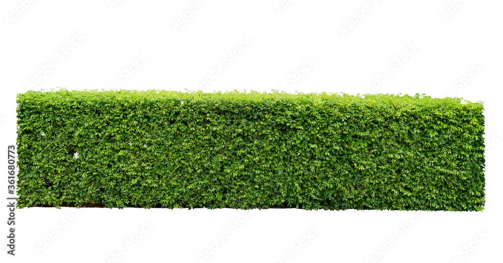 China box-tree bush isolated on white background. Green bush made for ...