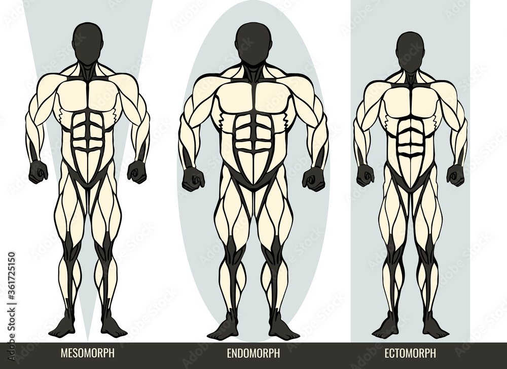 Men body types diagram with the three somatotypes Ectomorph, Mesomorph ...