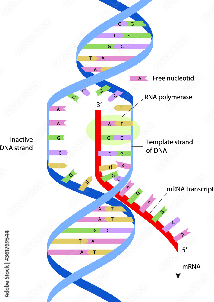 Stock-Vektorgrafik „Simple diagram of transcription elongation ...