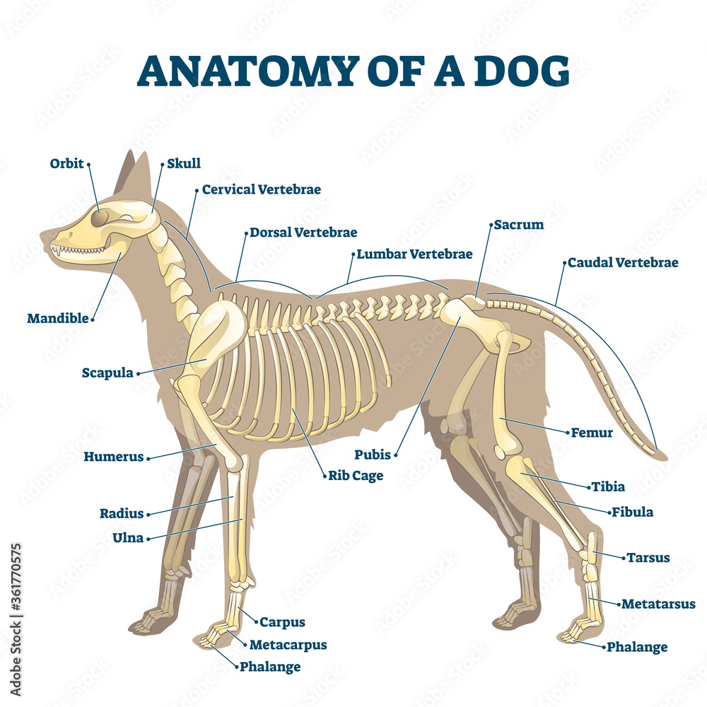 Vector de Stock Anatomy of dog skeleton with labeled inner bone scheme ...