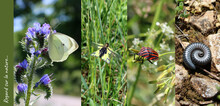 Green Butterflies Collage Sheet Free Stock Photo - Public Domain Pictures