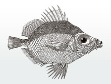 Boarfish Free Stock Photo - Public Domain Pictures