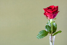 Single Red Rose Vintage Paper Free Stock Photo - Public Domain Pictures