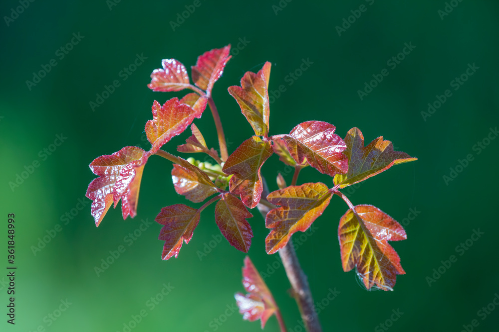 Poison oak in spring, shiny red and green leaves of young plant close ...