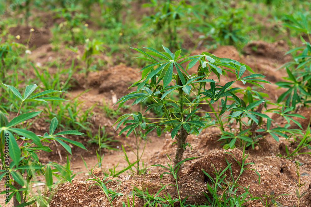 Cassava trees that start to attach green leaves Stock Photo | Adobe Stock
