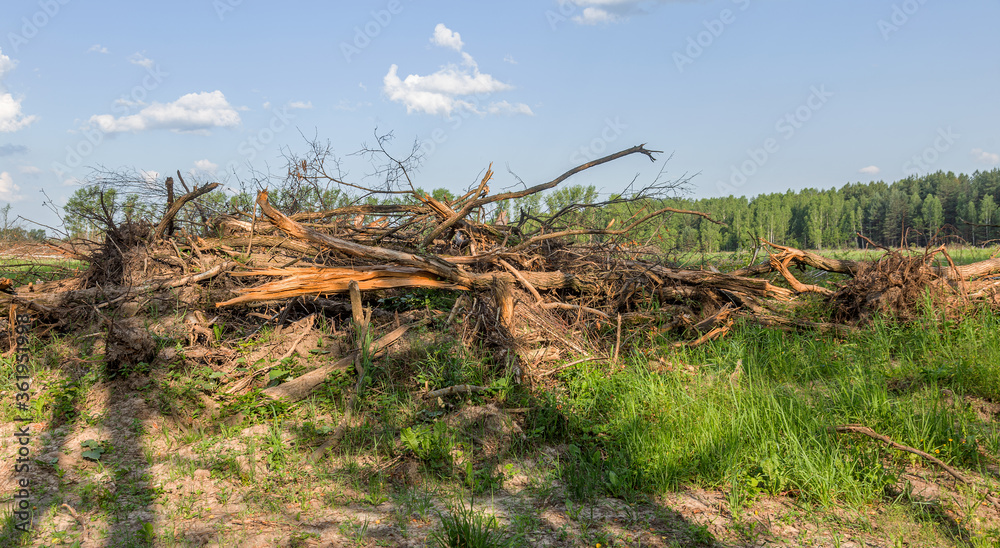 Area of illegal logging. Forests Deforestation humans are causing global warming. Deforestation ...