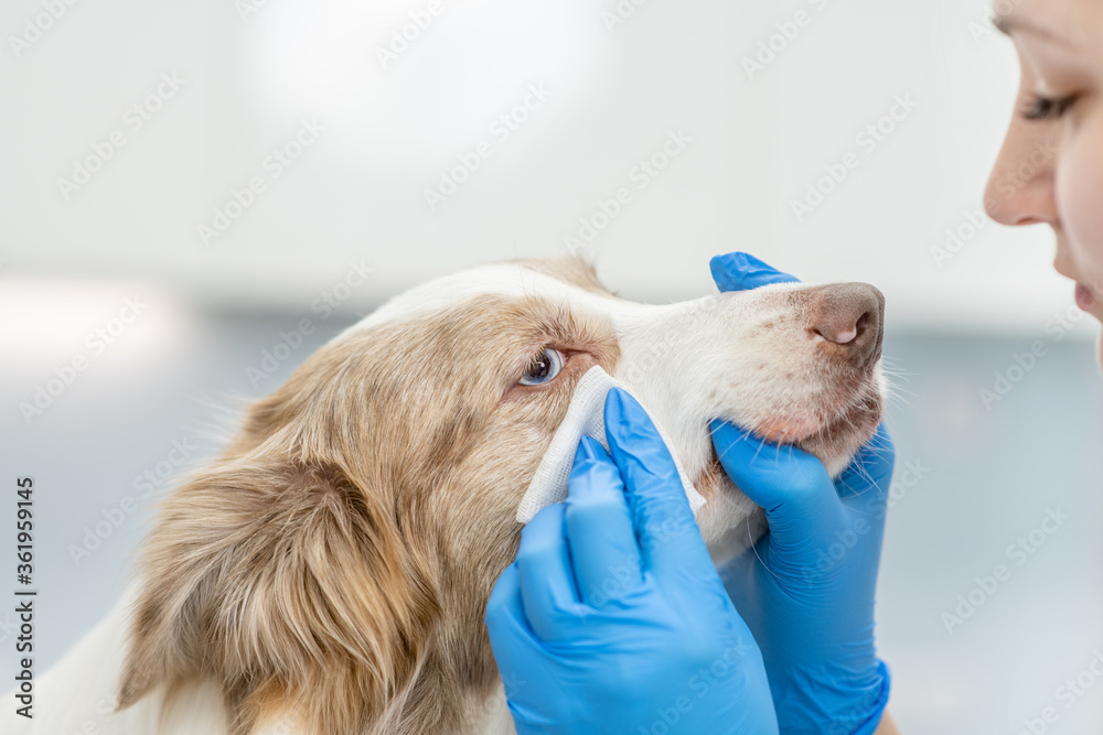 Female vet doctor treats dog's eyes in veterinary clinic Stock Photo ...