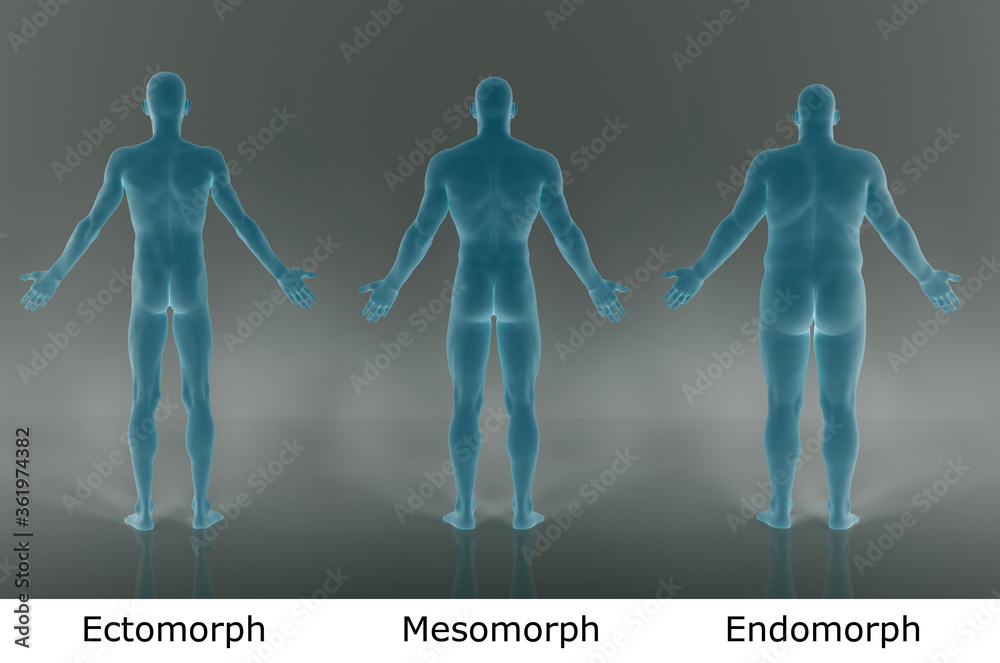 Ilustración de Stock 3D Rendering : standing male body type ...