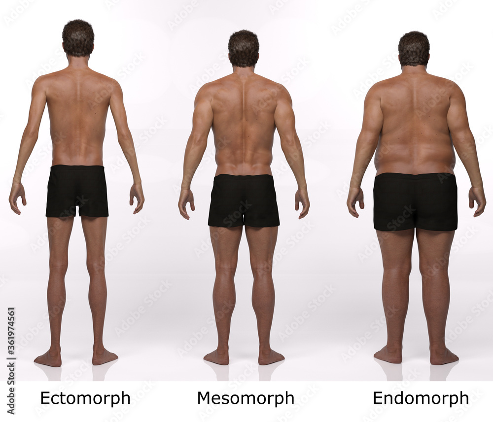 Ilustración de Stock 3D Rendering : standing male body type ...