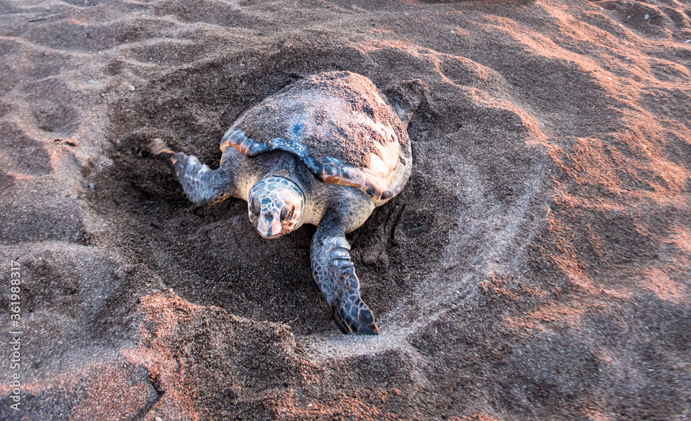 Loggerhead Sea Turtle (Caretta caretta), digging sand at the beach to ...
