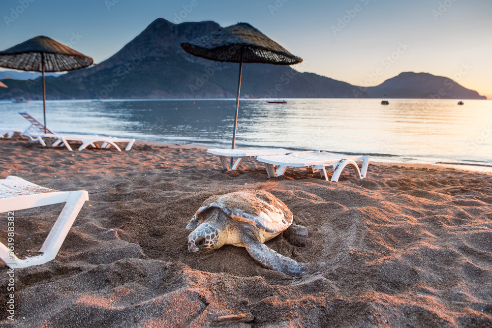 Loggerhead Sea Turtle (Caretta caretta), digging sand at the beach to ...