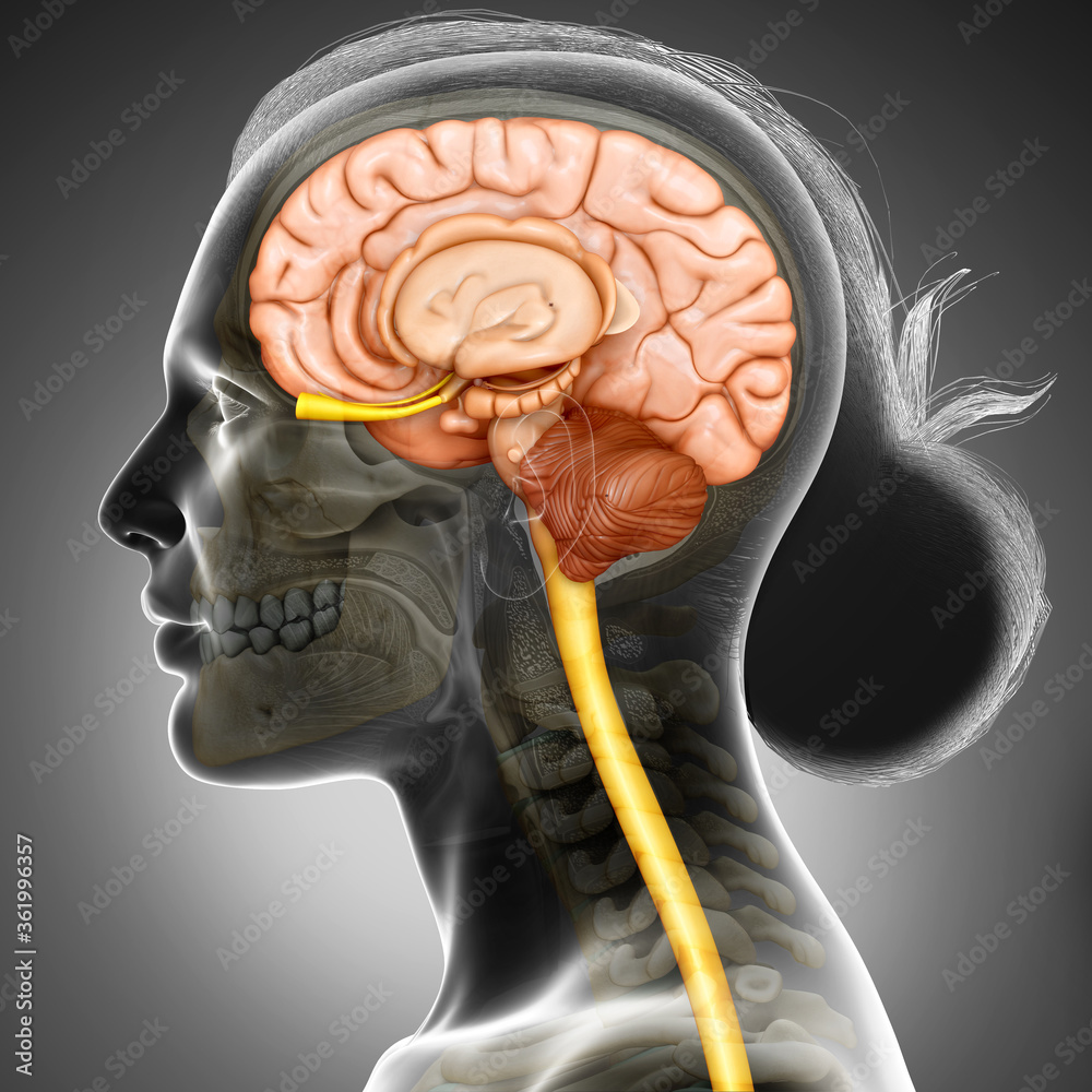 3d rendering medical illustration of Female brain anatomy Stock ...