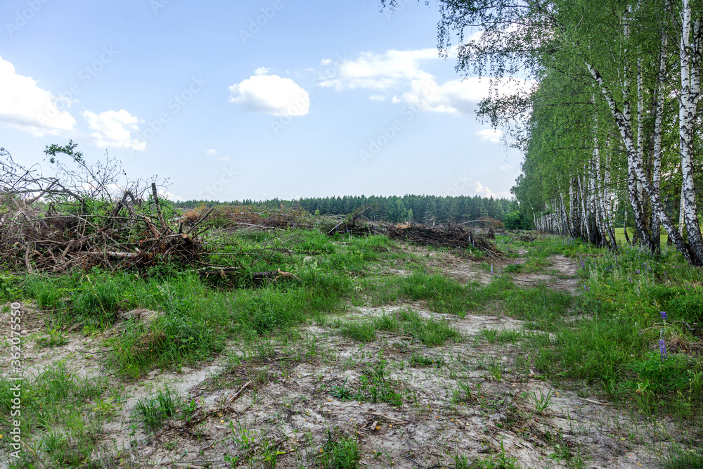 Area of illegal logging. Forests Deforestation humans are causing global warming. Deforestation ...