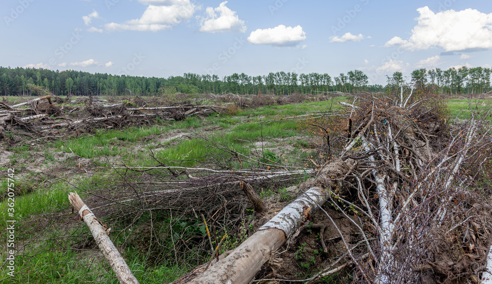 Area of illegal logging. Forests Deforestation humans are causing global warming. Deforestation ...