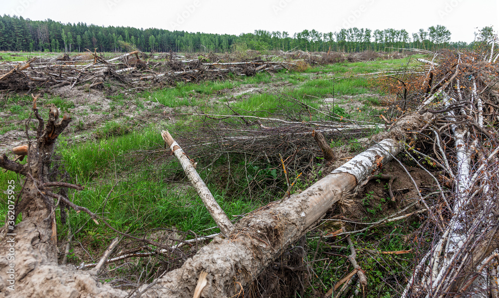 Stock-Foto „Area of illegal logging. Forests Deforestation humans are causing global warming ...