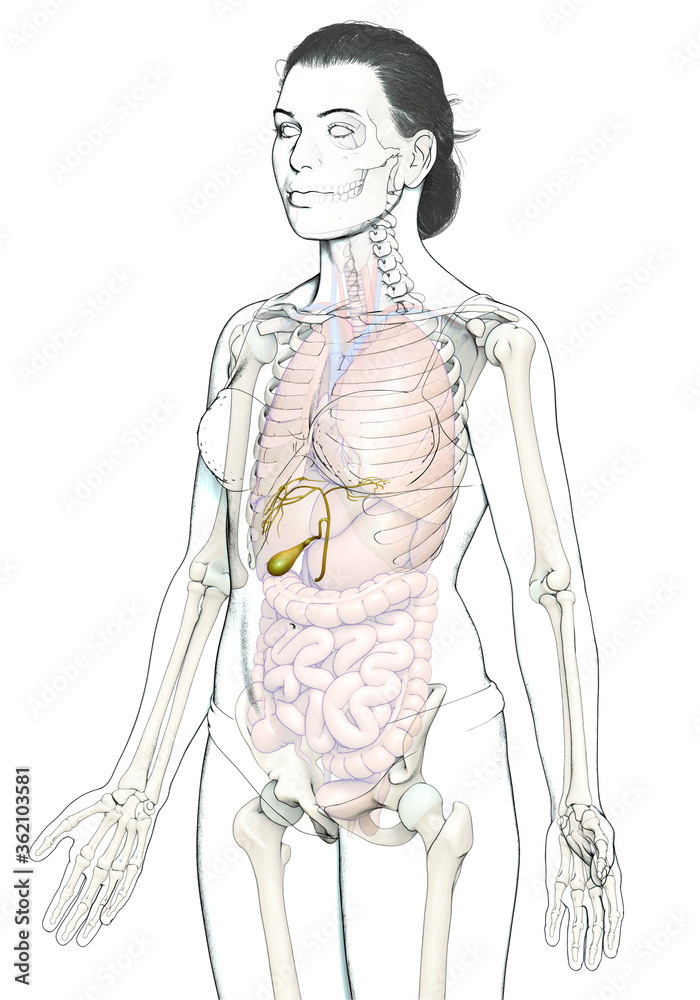 3d rendered medically accurate illustration of female Organs ...