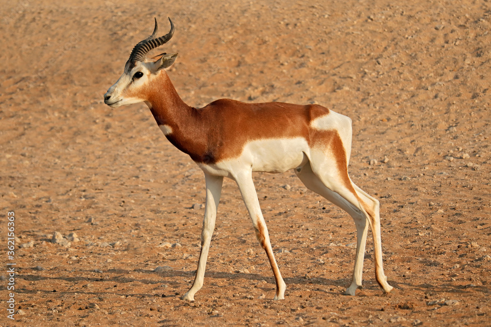 Male critically endangered dama gazelle (Nanger dama), Northern Africa ...