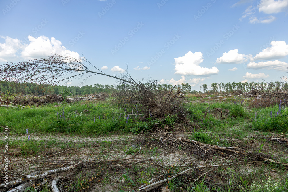 Area of illegal logging. Forests Deforestation humans are causing global warming. Deforestation ...