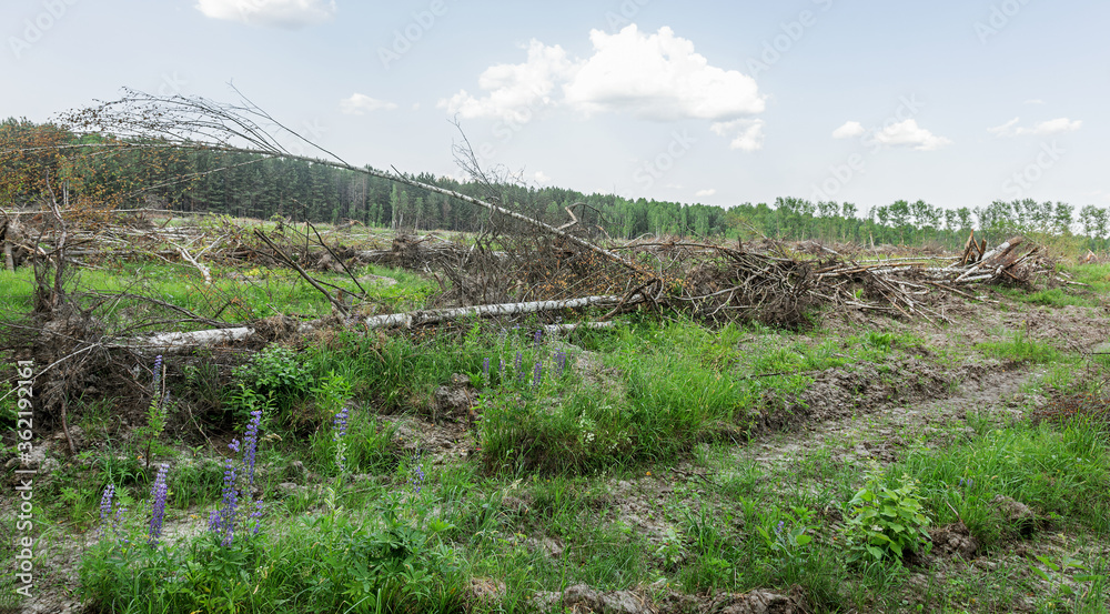 Area of illegal logging. Forests Deforestation humans are causing global warming. Deforestation ...