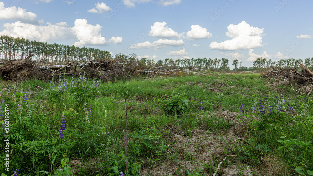 Area of illegal logging. Forests Deforestation humans are causing global warming. Deforestation ...