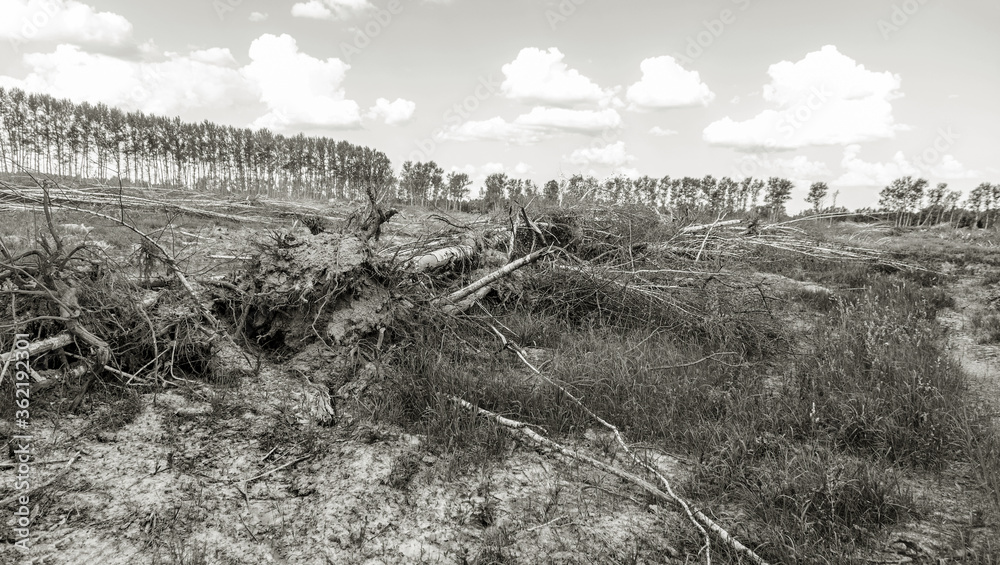 Foto Area of illegal logging. Forests Deforestation humans are causing global warming ...
