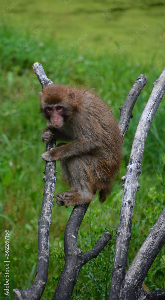 japanese macaque Macaca fuscata, also known as the snow monkey, is a ...