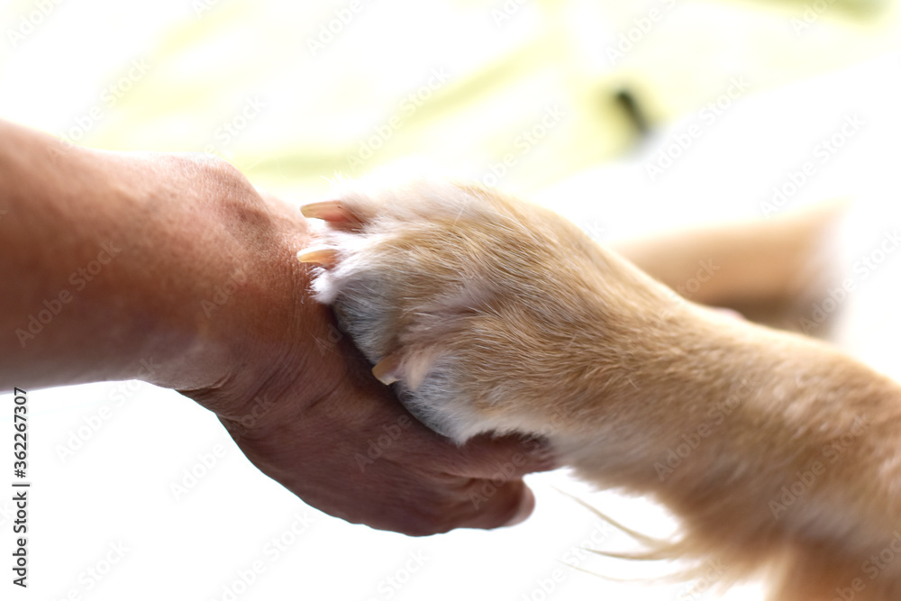 hand and paw of a big dog, a handshake with a pet. Friendship between ...