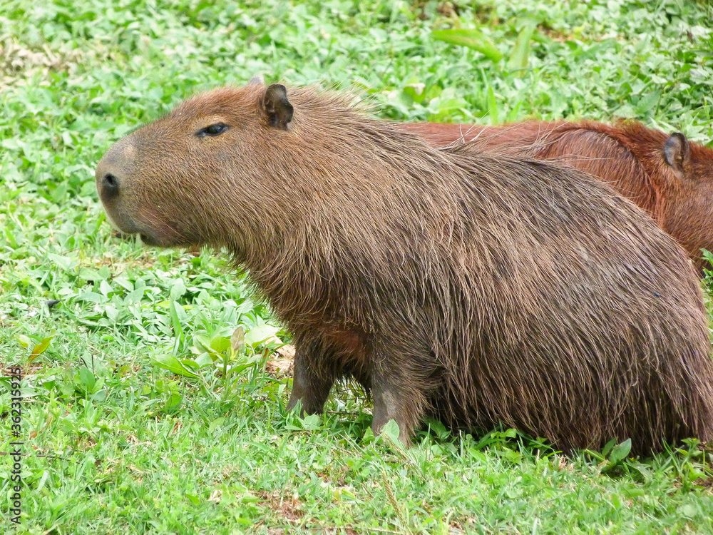 Foto de Stock Hidrochoerus hidrochaeris, Capibara sobre la vegetación ...
