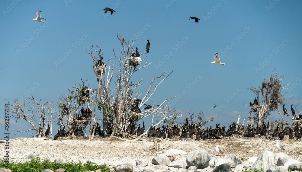 Colony of great cormorants (Phalacrocorax carbo) in Estonian coastal ...