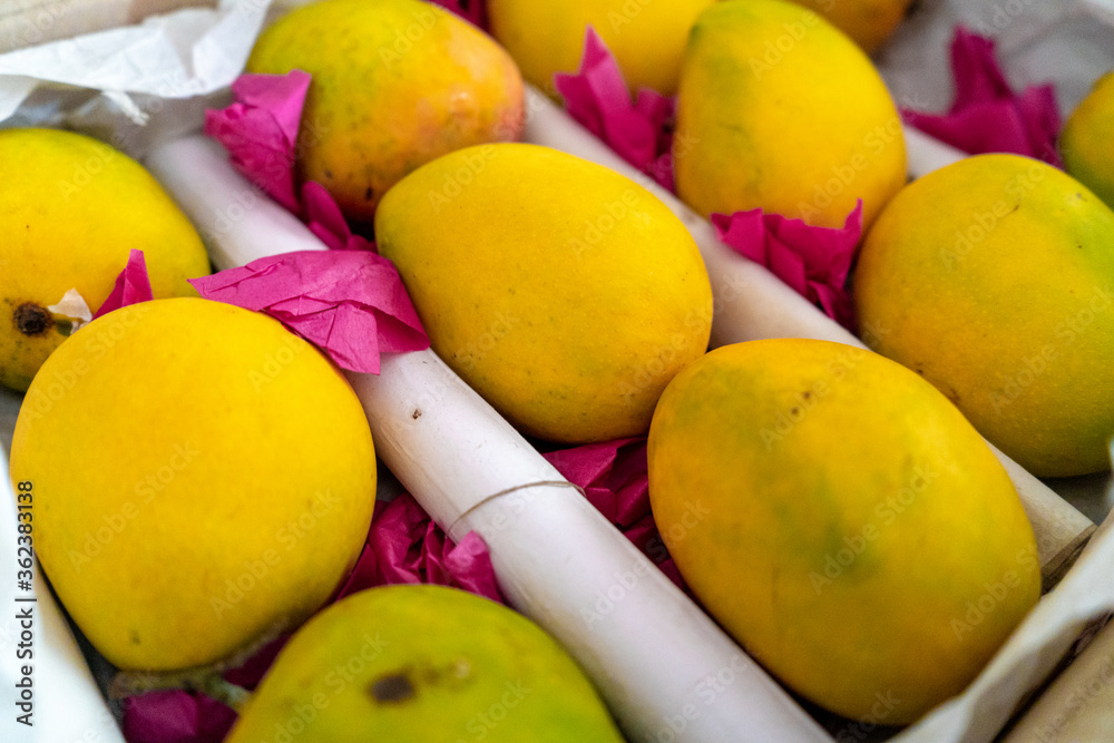 shot of ripe yellow green mangoes placed on white paper and covered ...