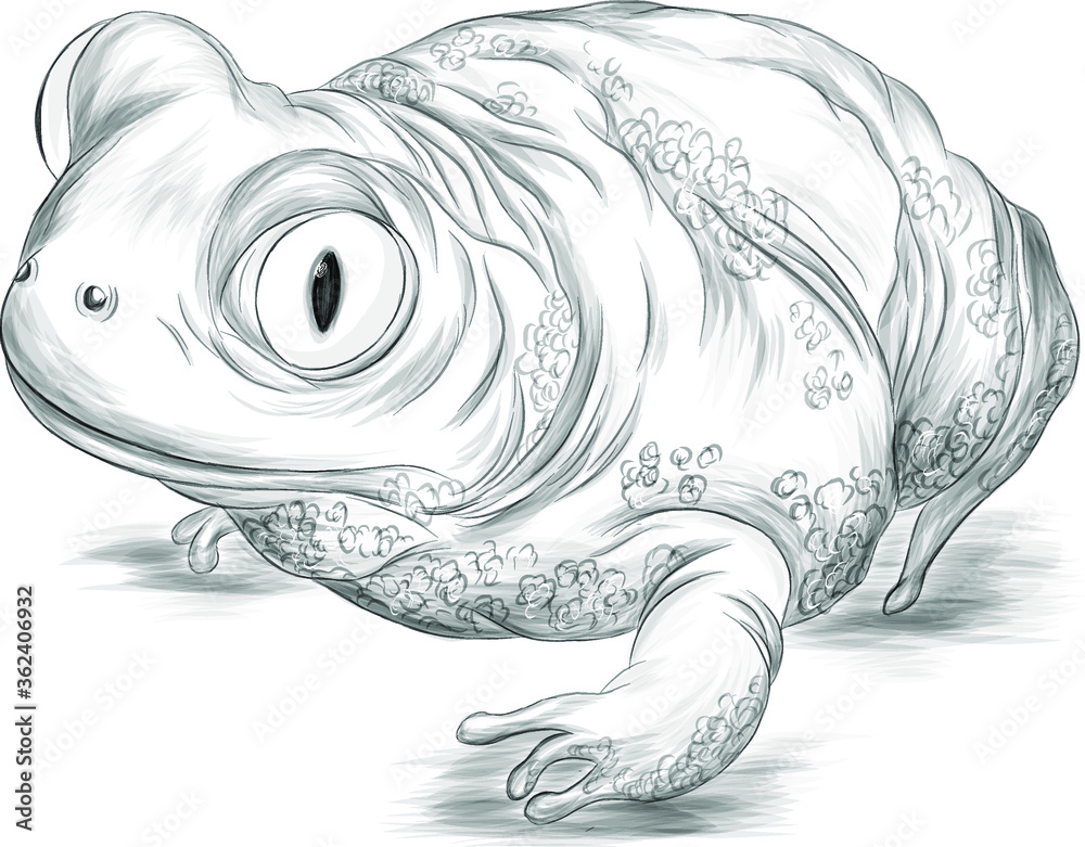 toad black and white realistic animal vector Stock Vector | Adobe Stock