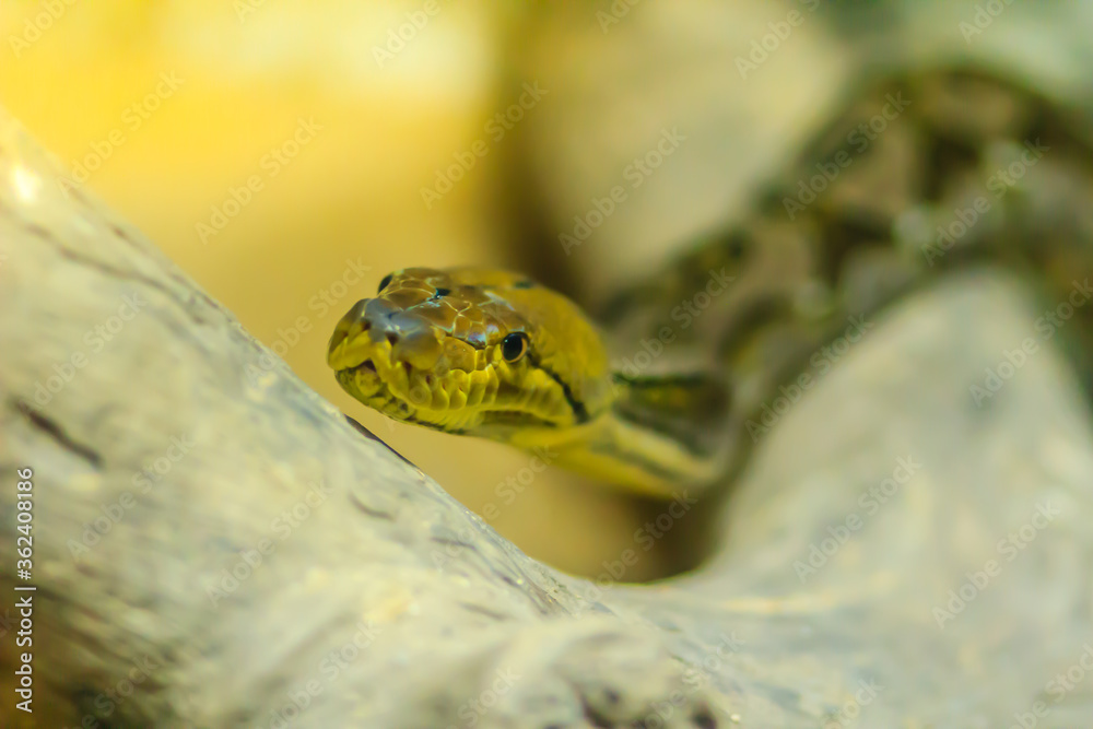 Cute Reticulated Python(Regal Python) Python reticulatus is light ...