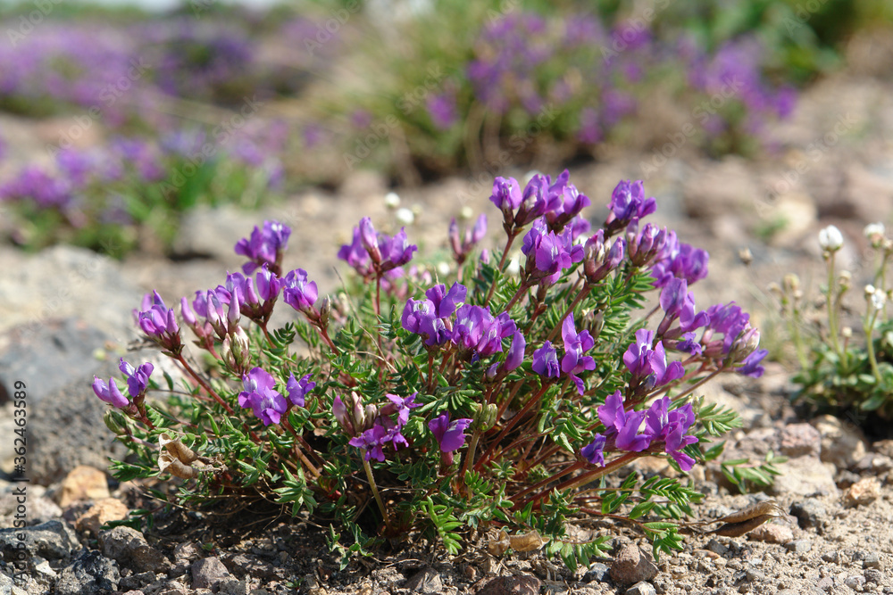 Flora of Kamchatka Peninsula: a close up of purple flowers of Locoweed ...