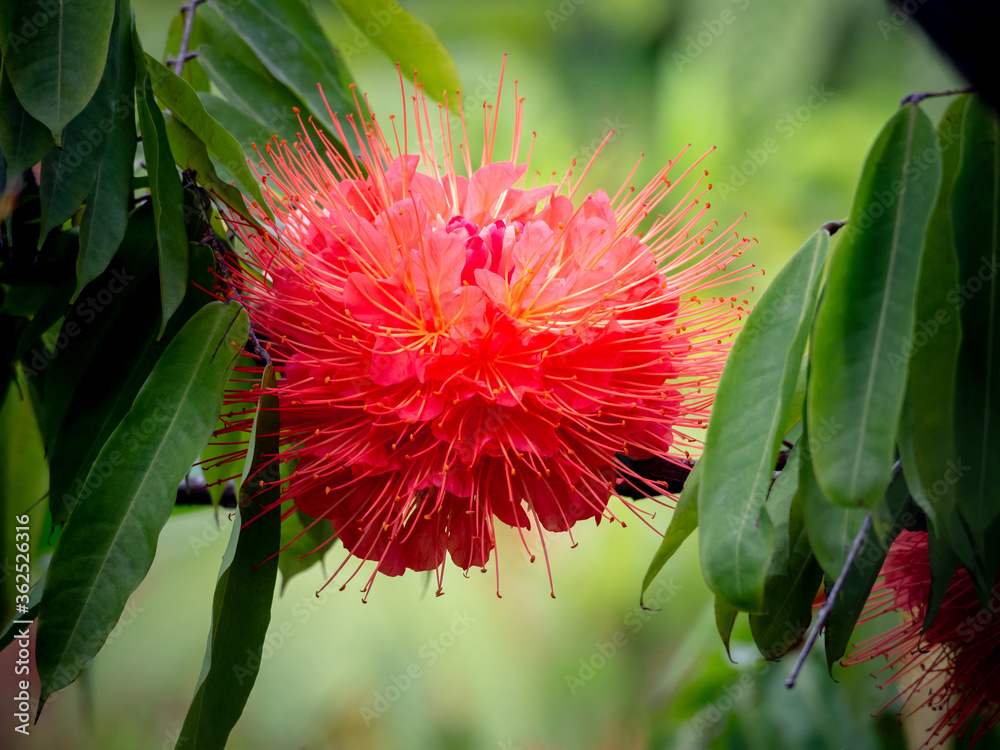 Panama Flame Tree (Brownea macrophylla) in Gardens by the Bay ...