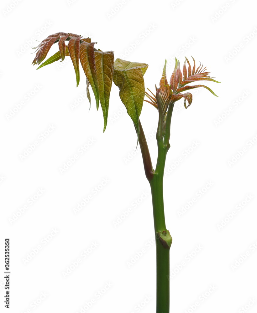 Tree of heaven young branch with leaves isolated on white background ...