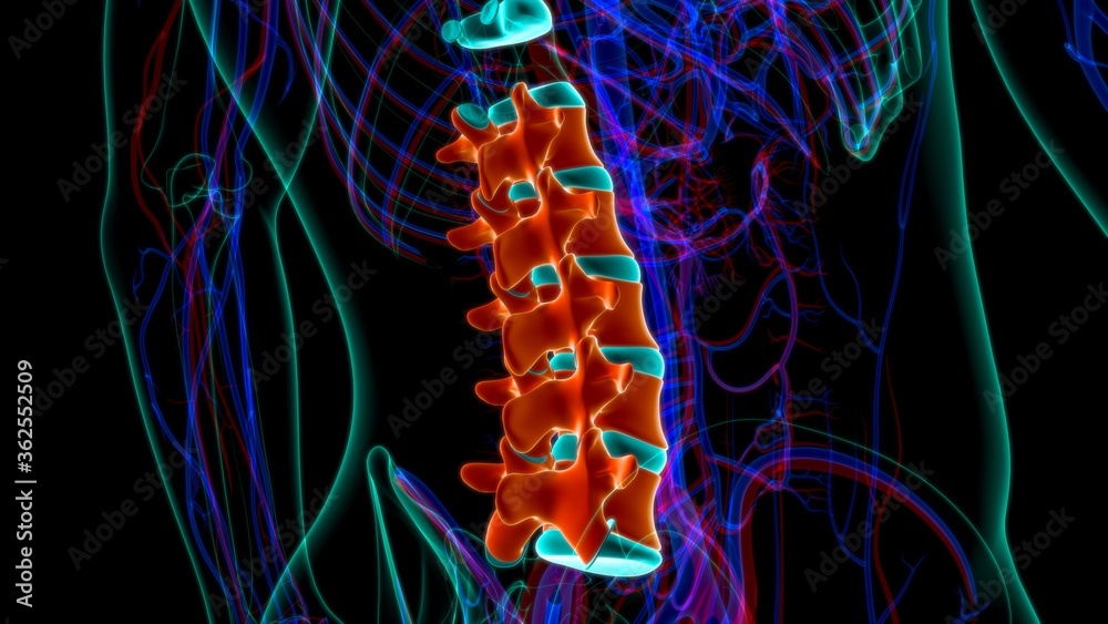 Human Skeleton Vertebral Column Lumbar Vertebrae Anatomy Stock ...