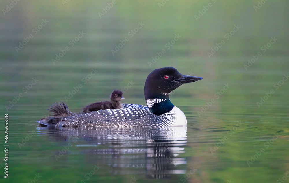 Common Loon (Gavia immer) swimming with a week old chick on her back on ...