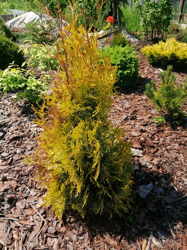 bright yellow Thuja occidentalis Malonyana Aurea in the nursery against ...