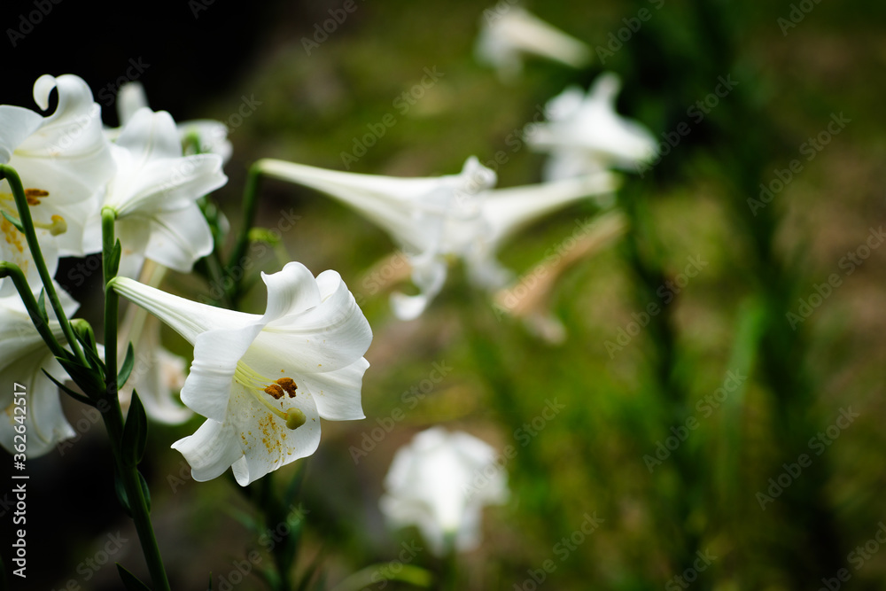 Lily Flower at Taipei Botanical Garden in Taipei, Taiwan. Stock Photo ...