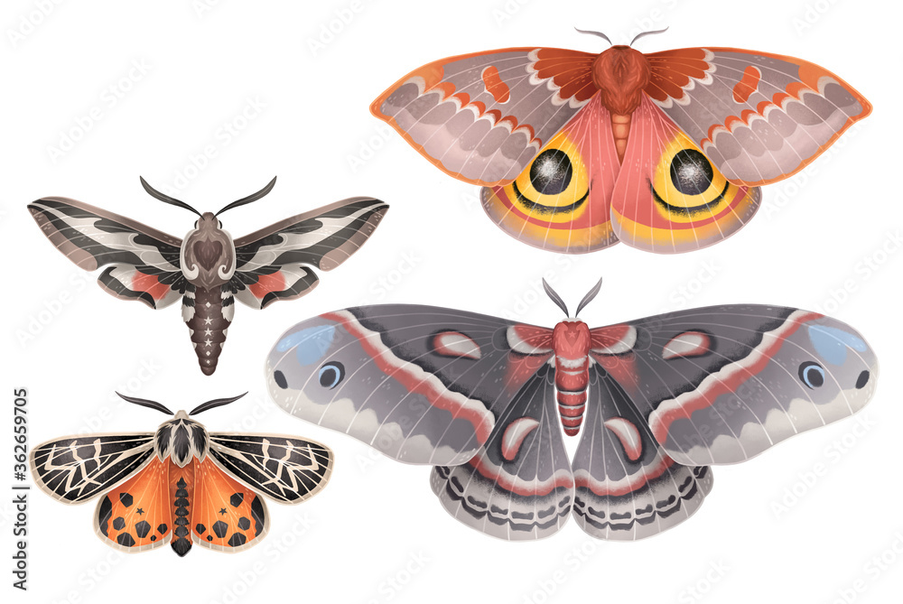 Set of moths illustrations. Clip art collection isolated on white ...