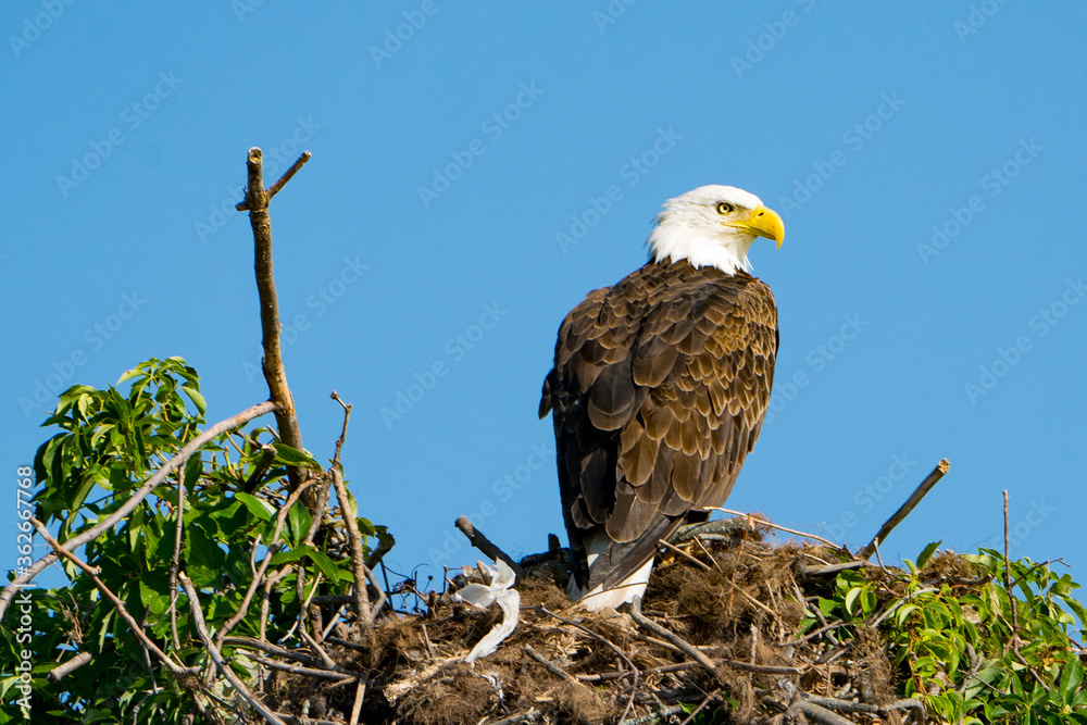 Adult Bad eagle in green nest Stock Photo | Adobe Stock