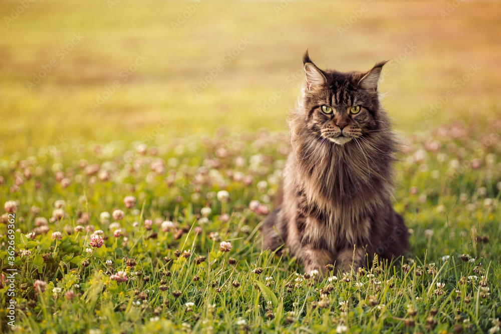 Beautiful fluffly maine coon cat sitting on the green grass with ...
